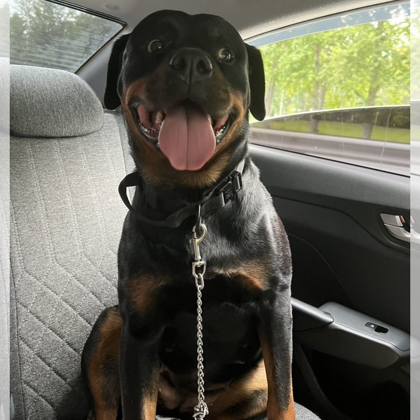 Отдам ротвейлера