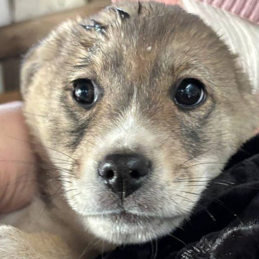 Щенок в добрые руки