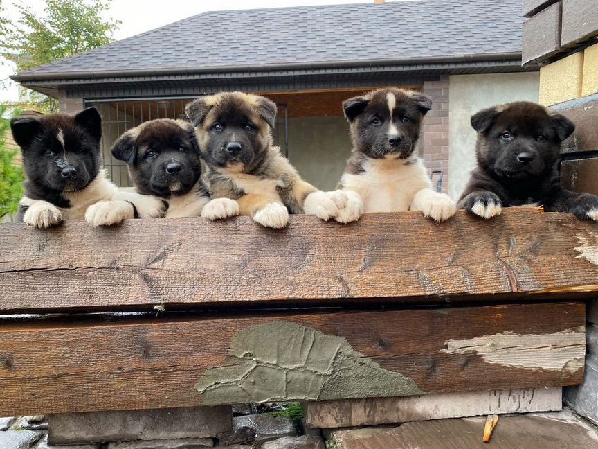 Предлагаются американские щеночки акиточки