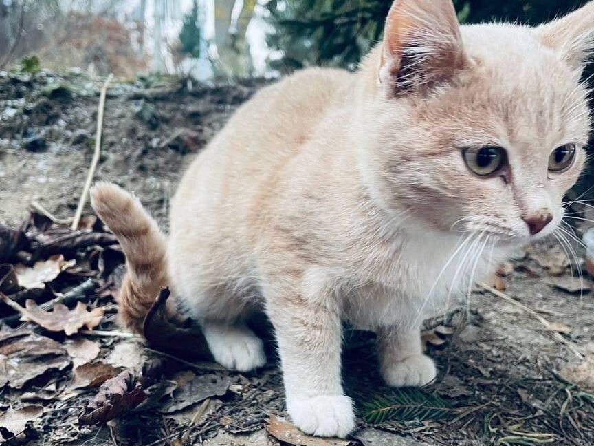 Кошка