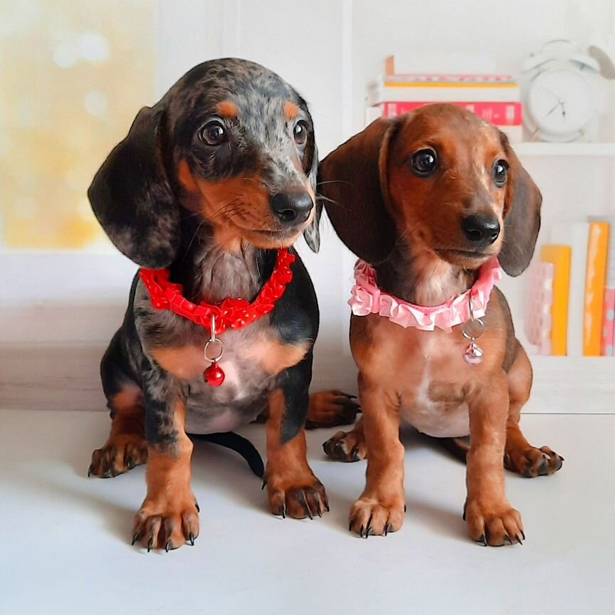 Щенки таксы разных окрасов