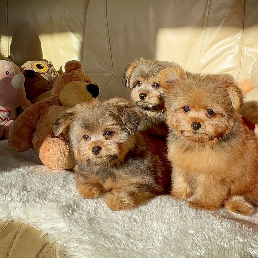 Померанский шпиц мини