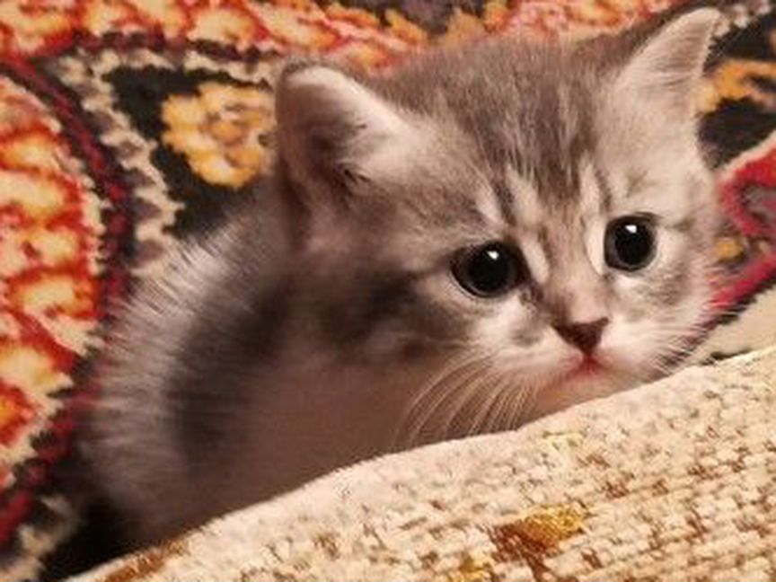 Кошка