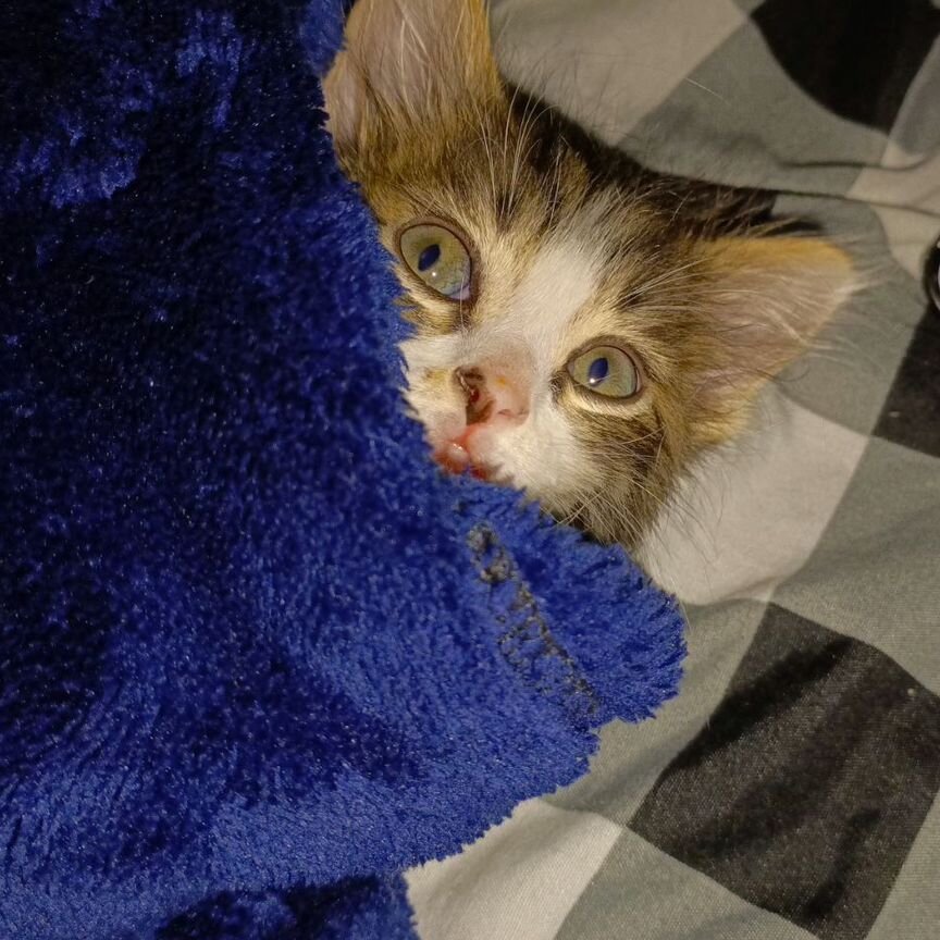 Котёнок в добрые руки