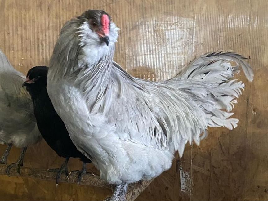 Петушки 6 мес., порода амераукан