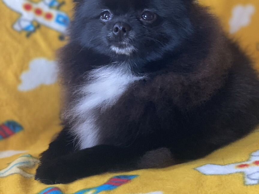 Померанский шпиц