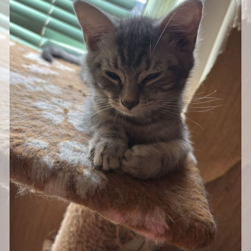 Невский маскарадный котёнок