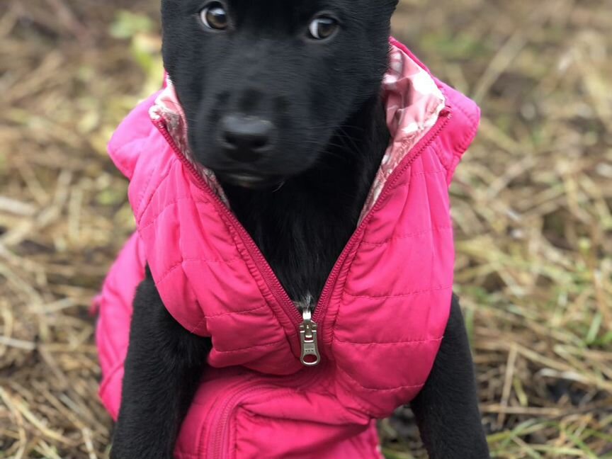 Щенки бесплатно