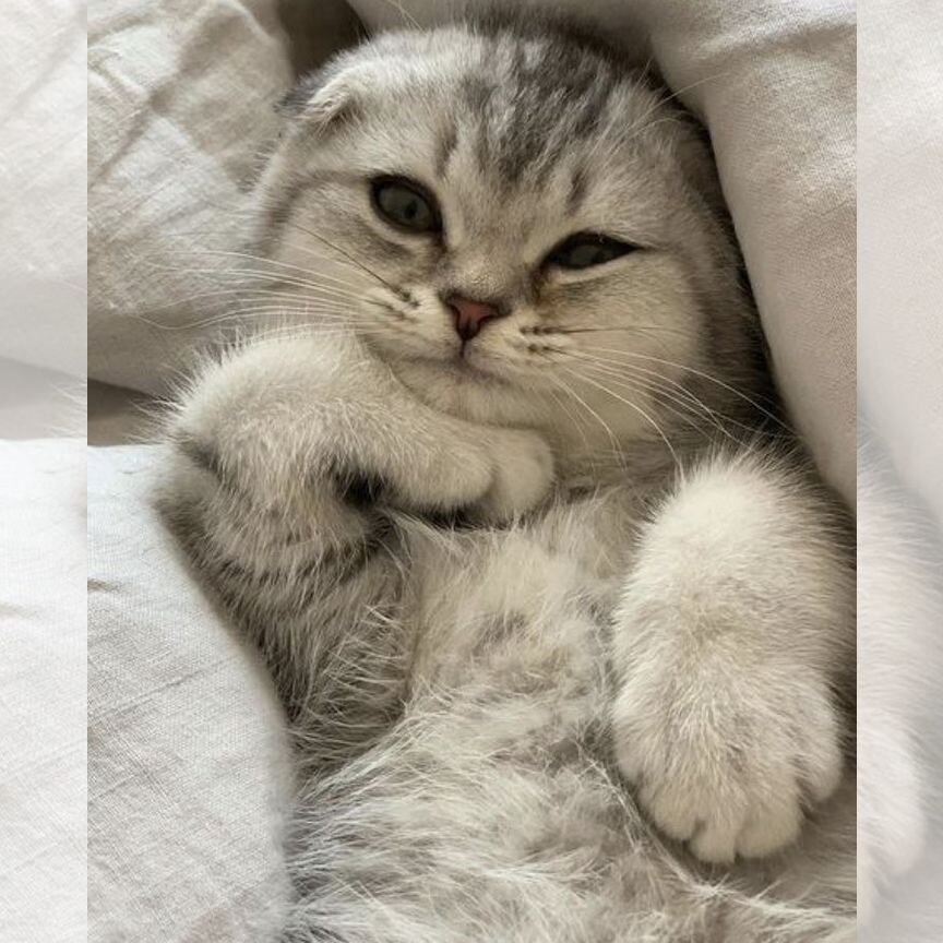 Поиск Шотландский котик