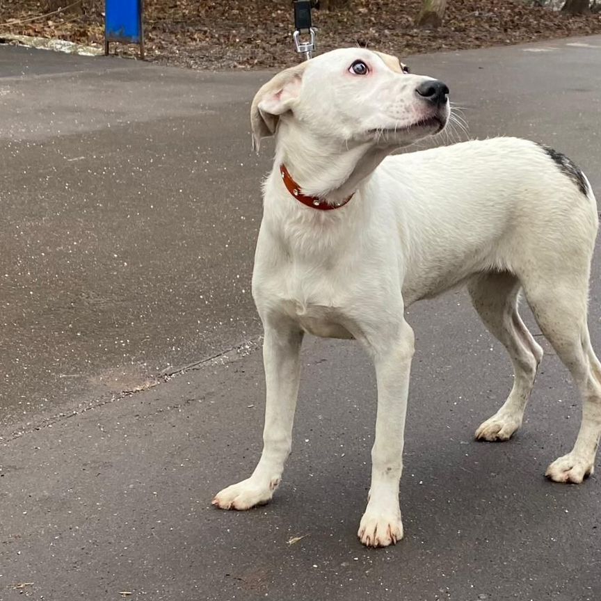 Собака, очаровательная девочка в добрые руки