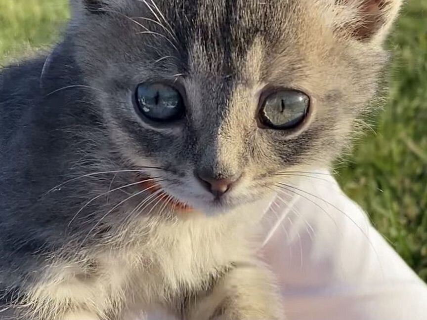 Серенький котенок ищет дом