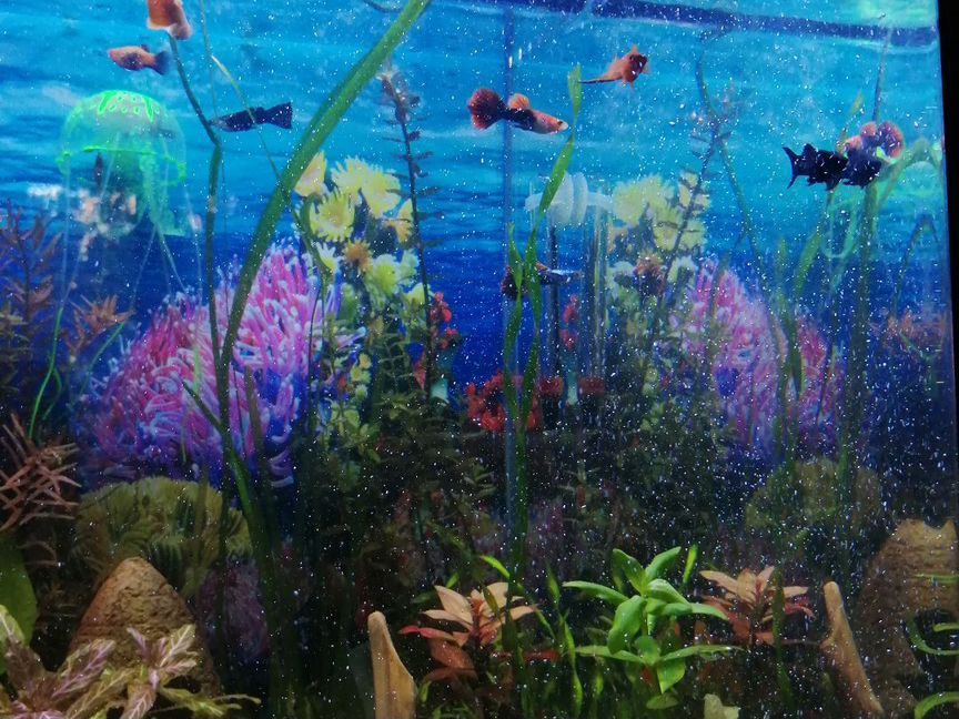 Аквариумные рыбки
