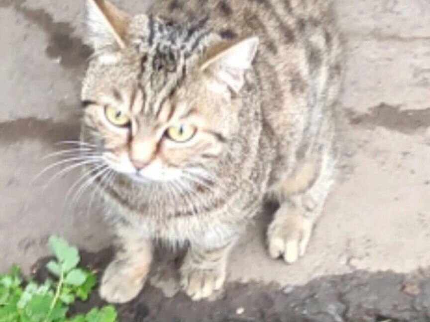 Кошечка Жоржетта, ей 2 года