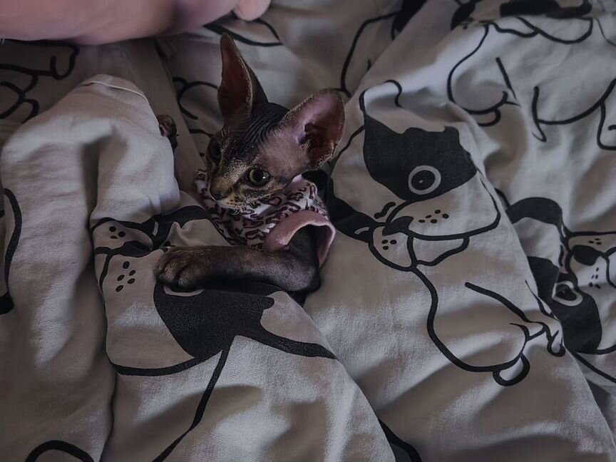 Канадский сфинкс кошка