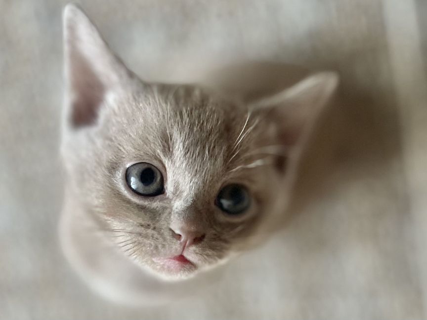 Котёнок бурманский лиловый