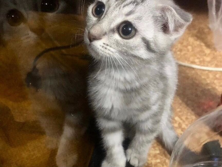 Котята шотландские вислоухие