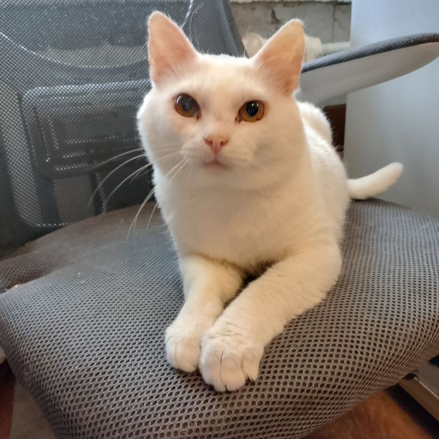 Взрослый кот в добрые руки