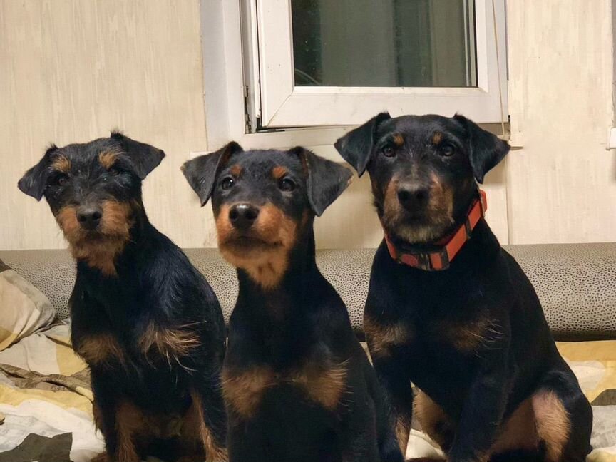 Немецкий ягдтерьер