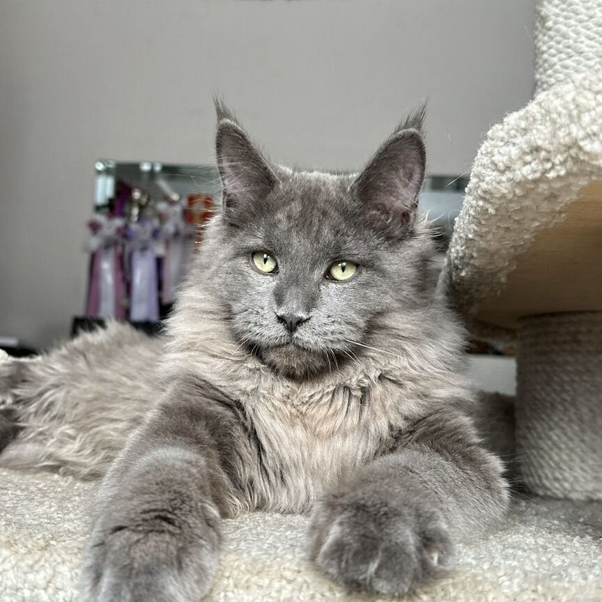 Мейн-кун голубой солид