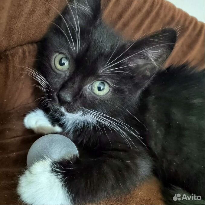 Кошка 3,5 мес