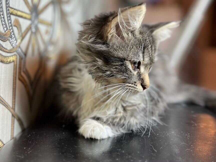 Кошка мейкун