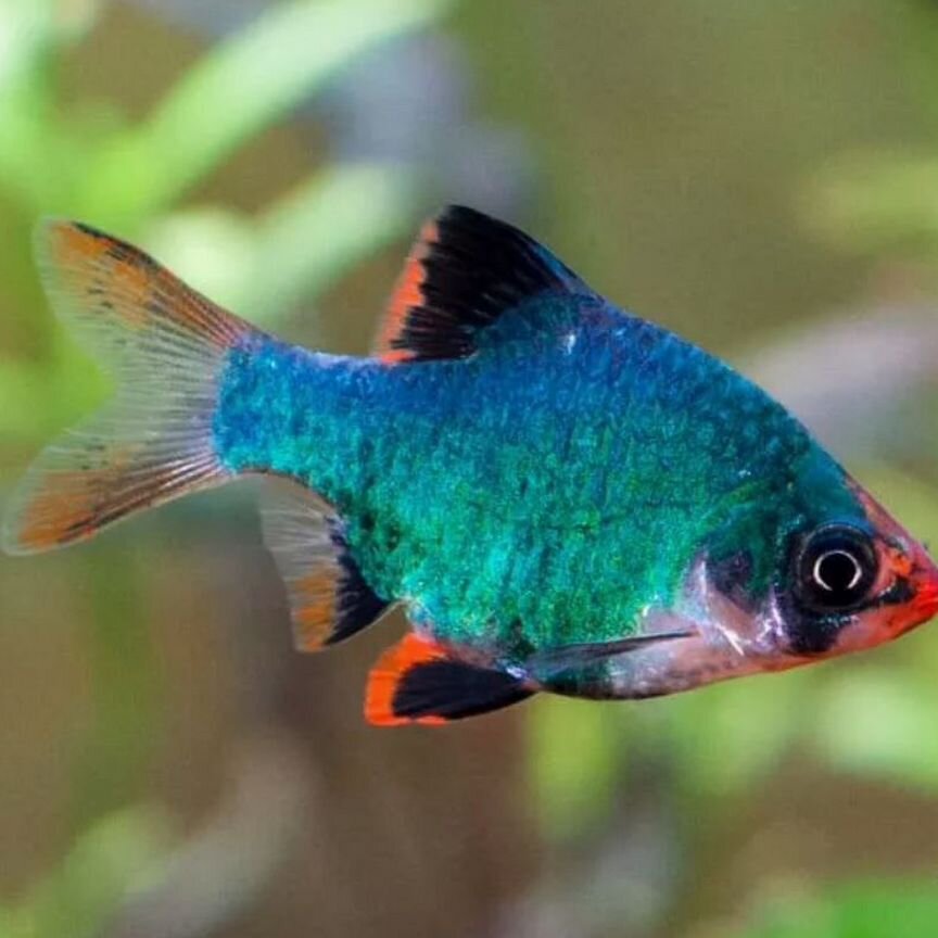 Барбус мшистый