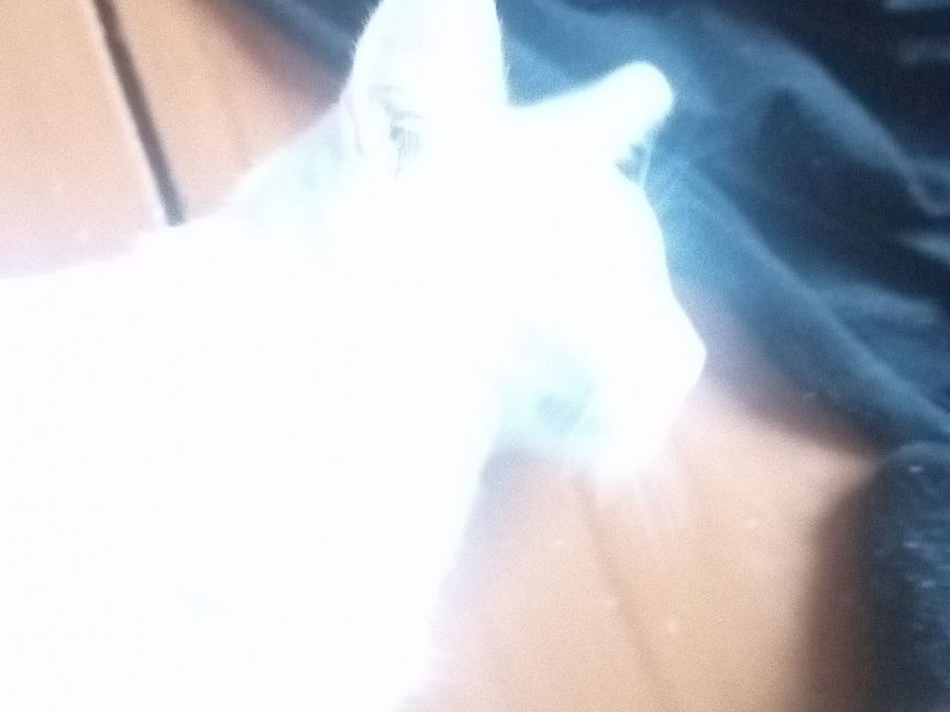 Продаю кошку шлуху за 50 рублей