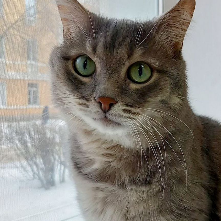 Кот