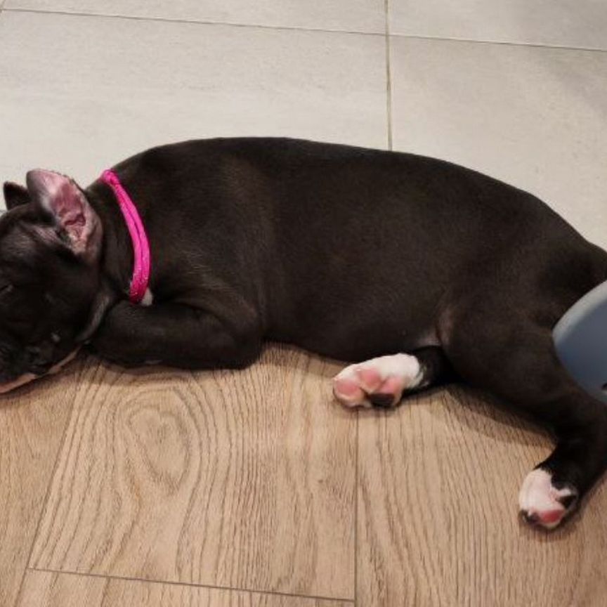 Щенок амстаффа