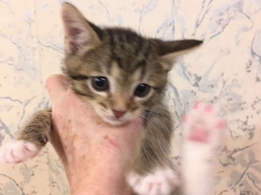 Андрюша 1,5 месяца