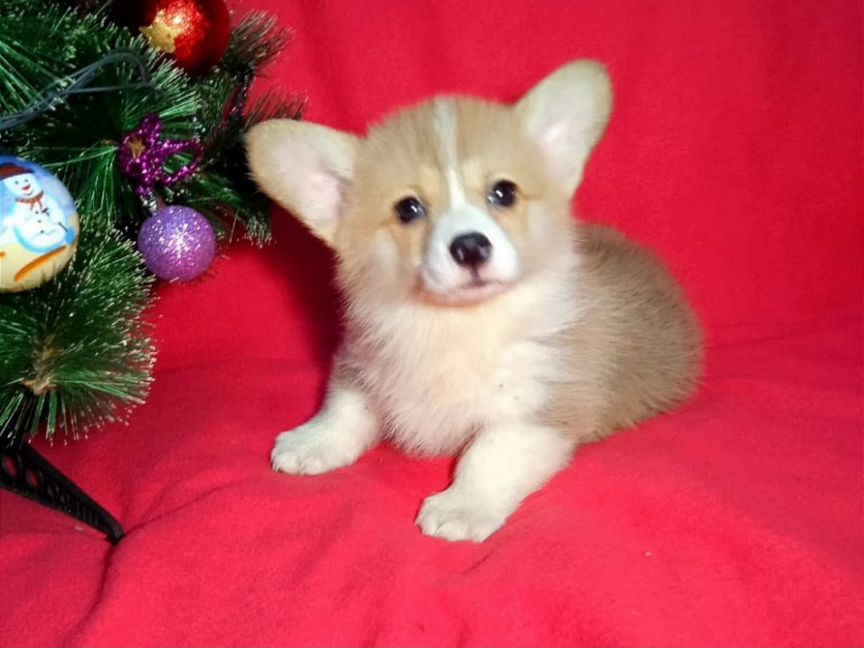 Вельш-корги пемброк мальчики