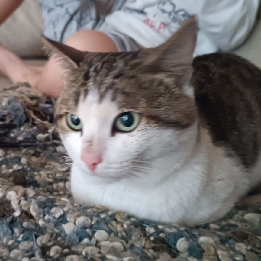 Котик в добрые руки