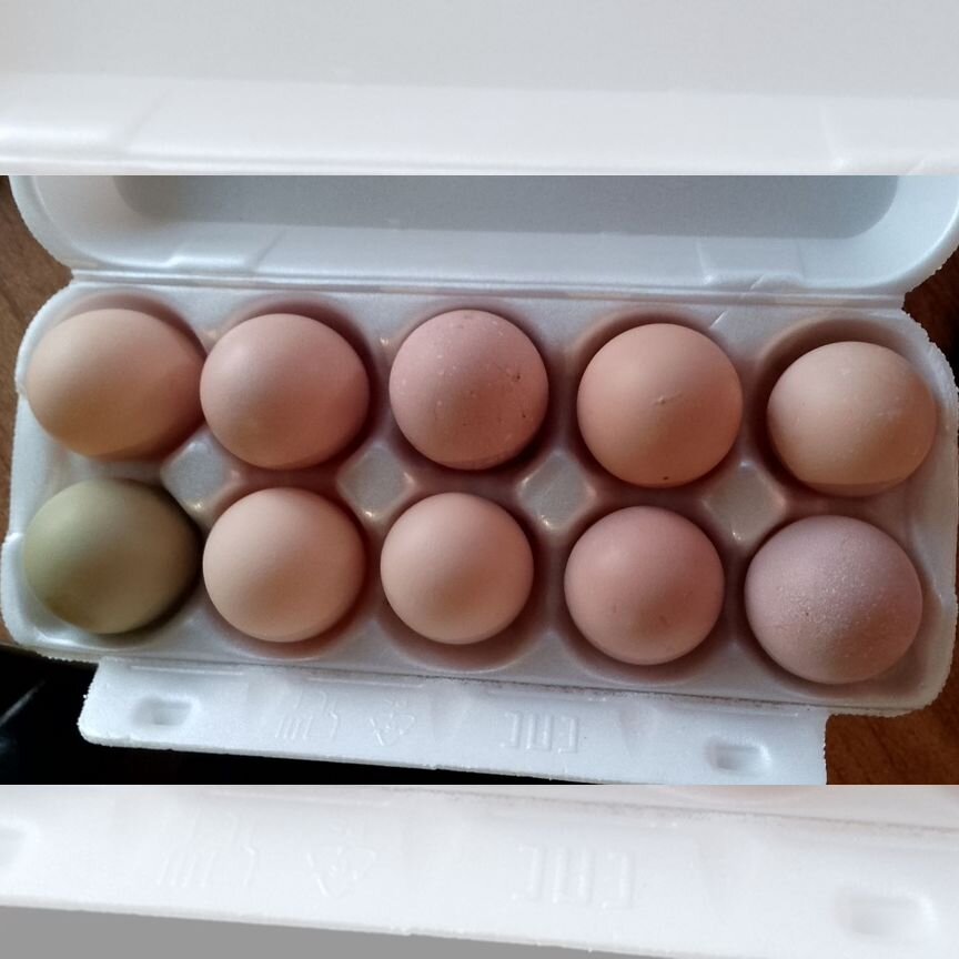 Инкубационное яйцо кур