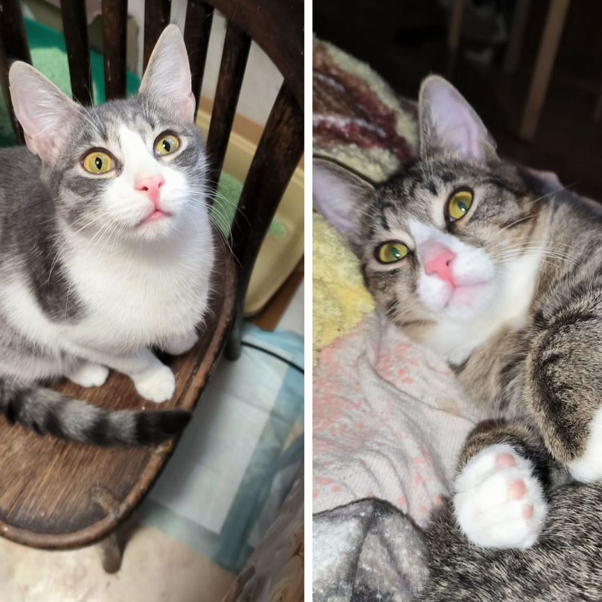 Котенок мальчик и девочка. 6 мес