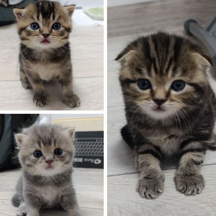 Шотландский вислоухий короткошёрстный котёнок