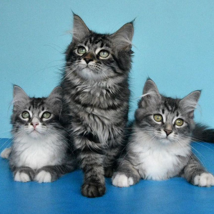 Сибирский котёнок