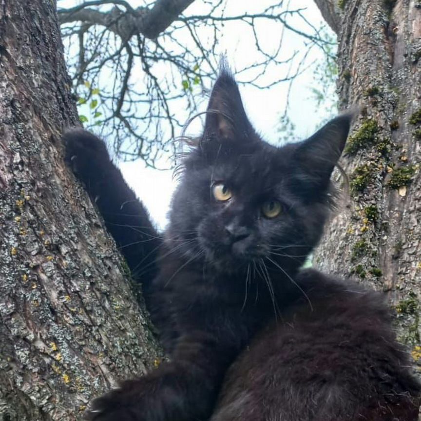 Кошечка мейн-кун
