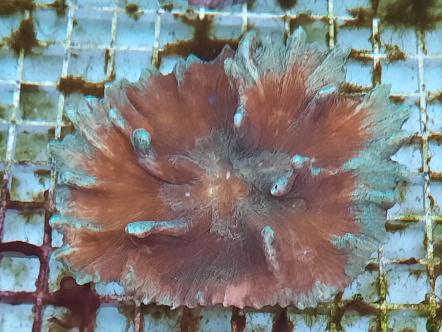 Коралл цинарина зелёная