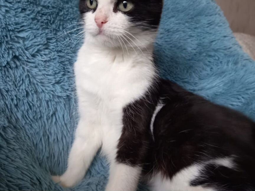 Очень ласковая кошка в добрые руки