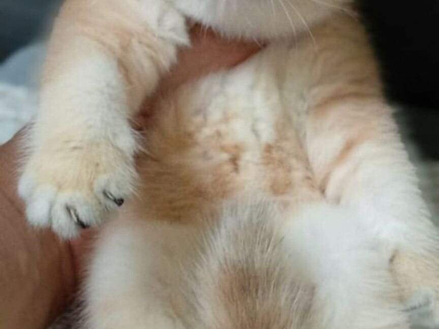 Котята золотая шиншилла
