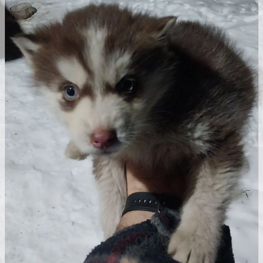 Сибирский хаски, щенок