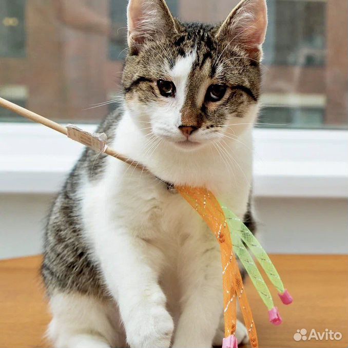 Котенок мальчик Тима 11 мес