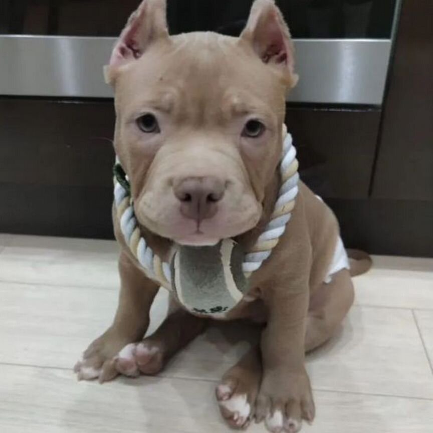 Американский булли, щенок