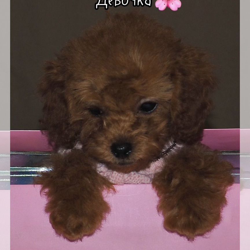 Той-пудель, щенок