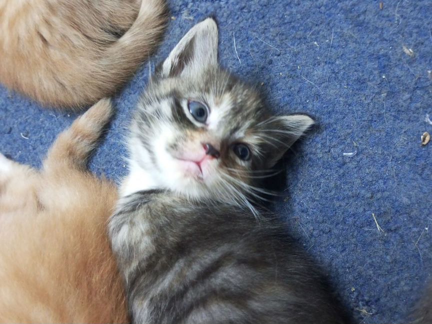 Кошка в дар бесплатно