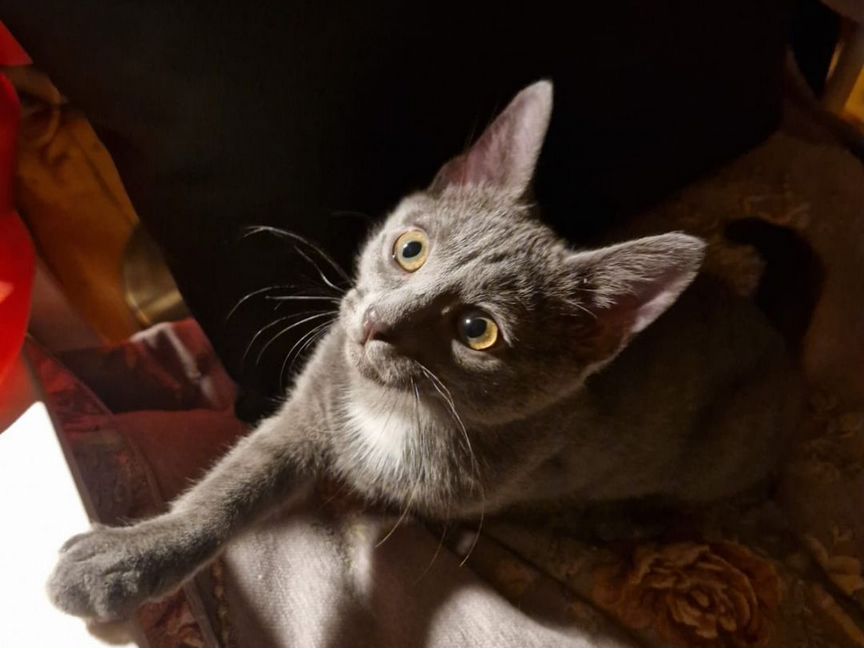 Котенок Василёк ищет дом