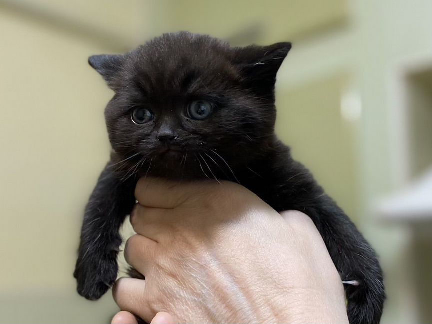 Шотландская вислоухая