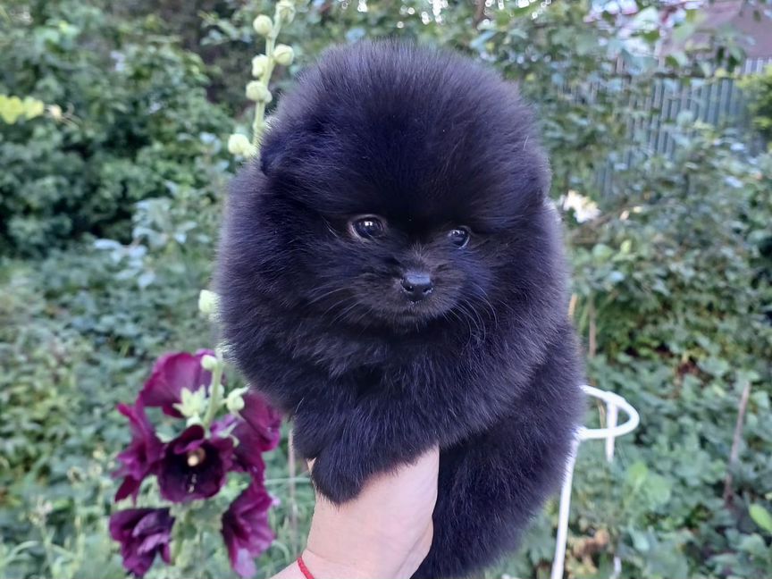 Померанский шпиц