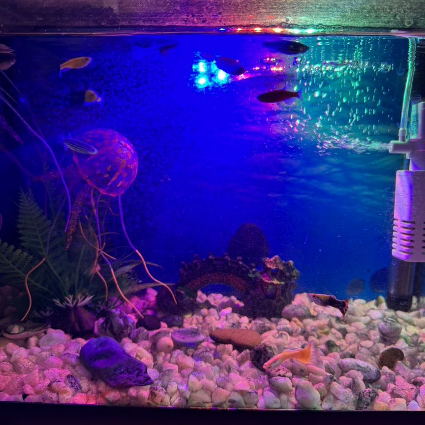 Аквариум с рыбками гуппи, данио