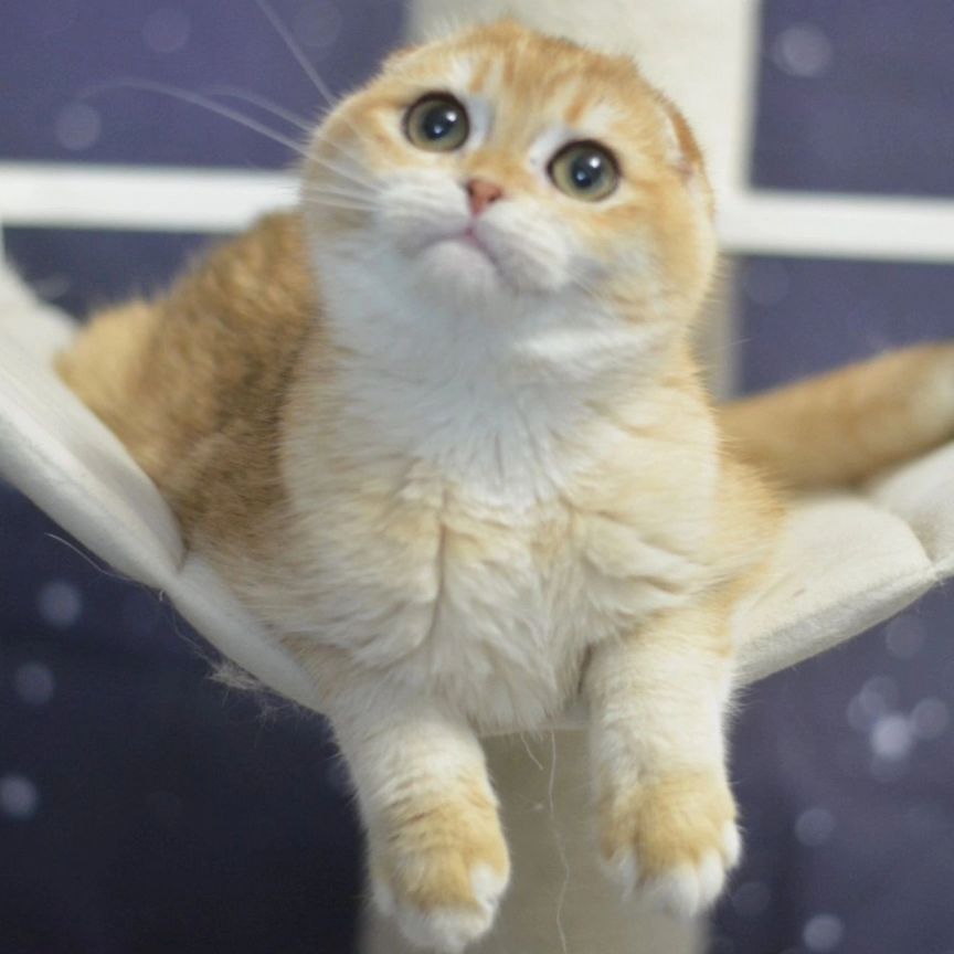 Вислоухая кошка ny12